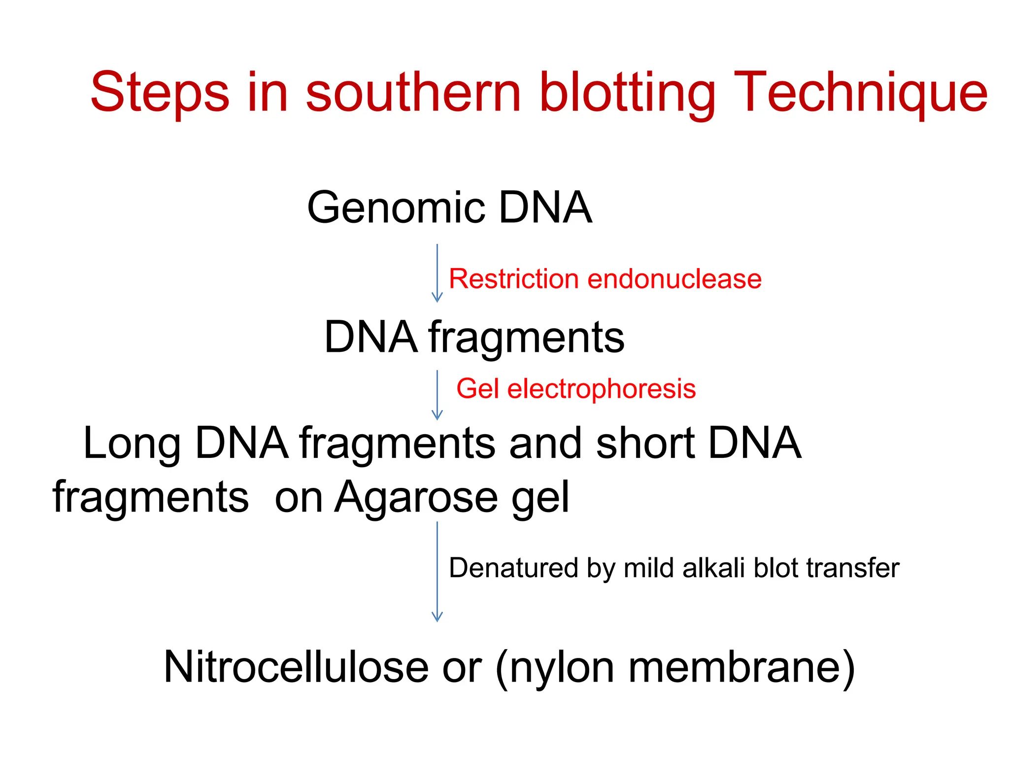 blottingtechniques.pptx different types of blotting technique | PPT