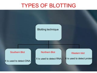 blottingtechniques.pptx different types of blotting technique | PPT