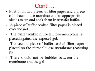 blottingtechniques.pptx different types of blotting technique | PPTX