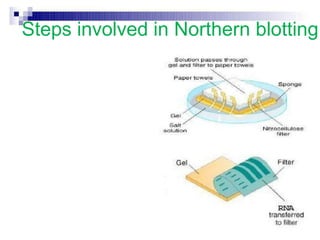 blotting techniques southern northern Western | PPT