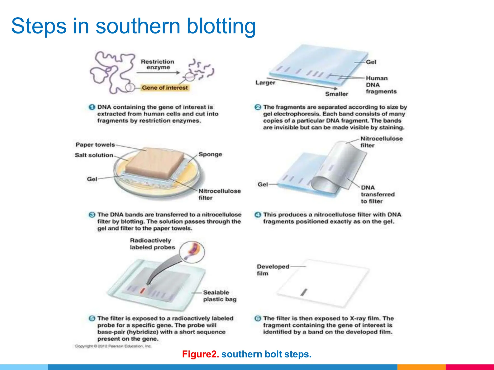 Types of different blotting techniques.pptx