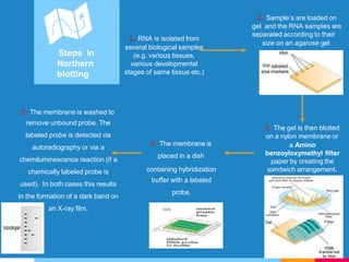 Types of different blotting techniques.pptx