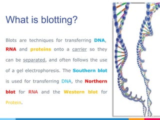 Types of different blotting techniques.pptx