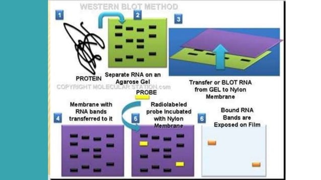 Blotting techniques dr.raza