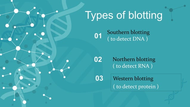 Blotting techniques dr.raza