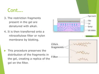 Blotting techniques1 | PPTX