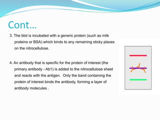 Blotting Techniques | PPTX