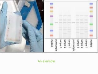 Blotting Techniques | PPTX