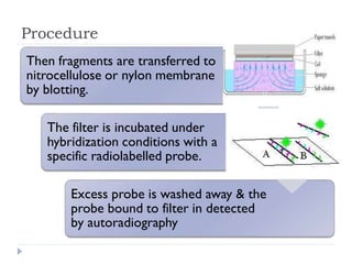 BLOTTING TECHNIQUES (1).pdf