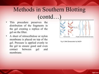 Blotting techniques in Biotechnology | PPT