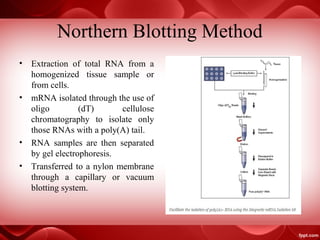 Blotting techniques in Biotechnology | PPT