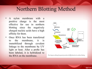 Blotting techniques in Biotechnology | PPT