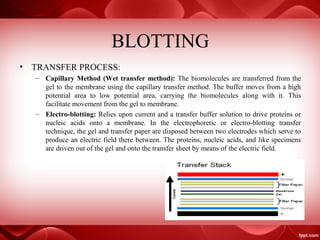 Blotting techniques in Biotechnology | PPT