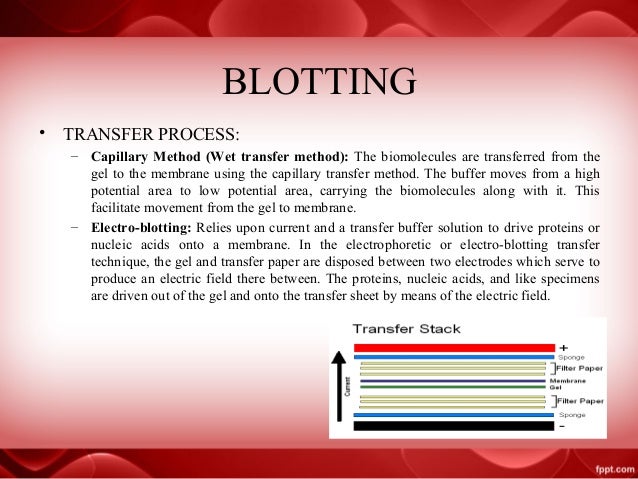 Blotting techniques in Biotechnology