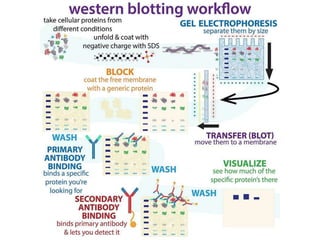 Blotting Techniques_AI_21_08_2023.pptx