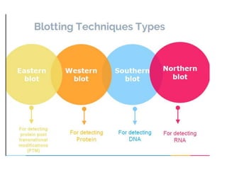 Blotting Techniques_AI_21_08_2023.pptx
