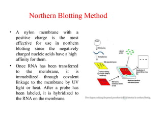 Blotting techniques himanshu | PPT