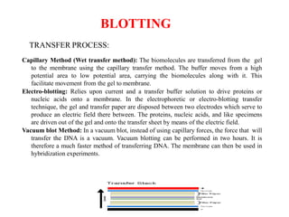 Blotting techniques himanshu | PPT
