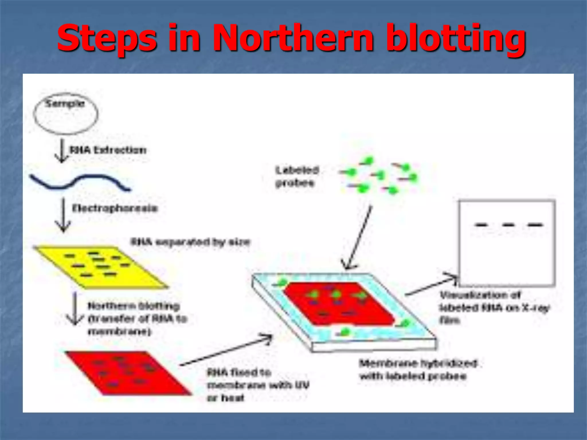 Blotting techniques ppt | PPTX