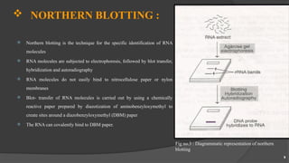 Blotting techniques and types of blotting .pptx
