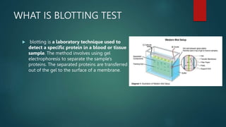 BLOTTING TEST.pptx
