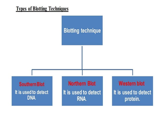 Blotting type and uses | PDF | Biological Sciences | Science