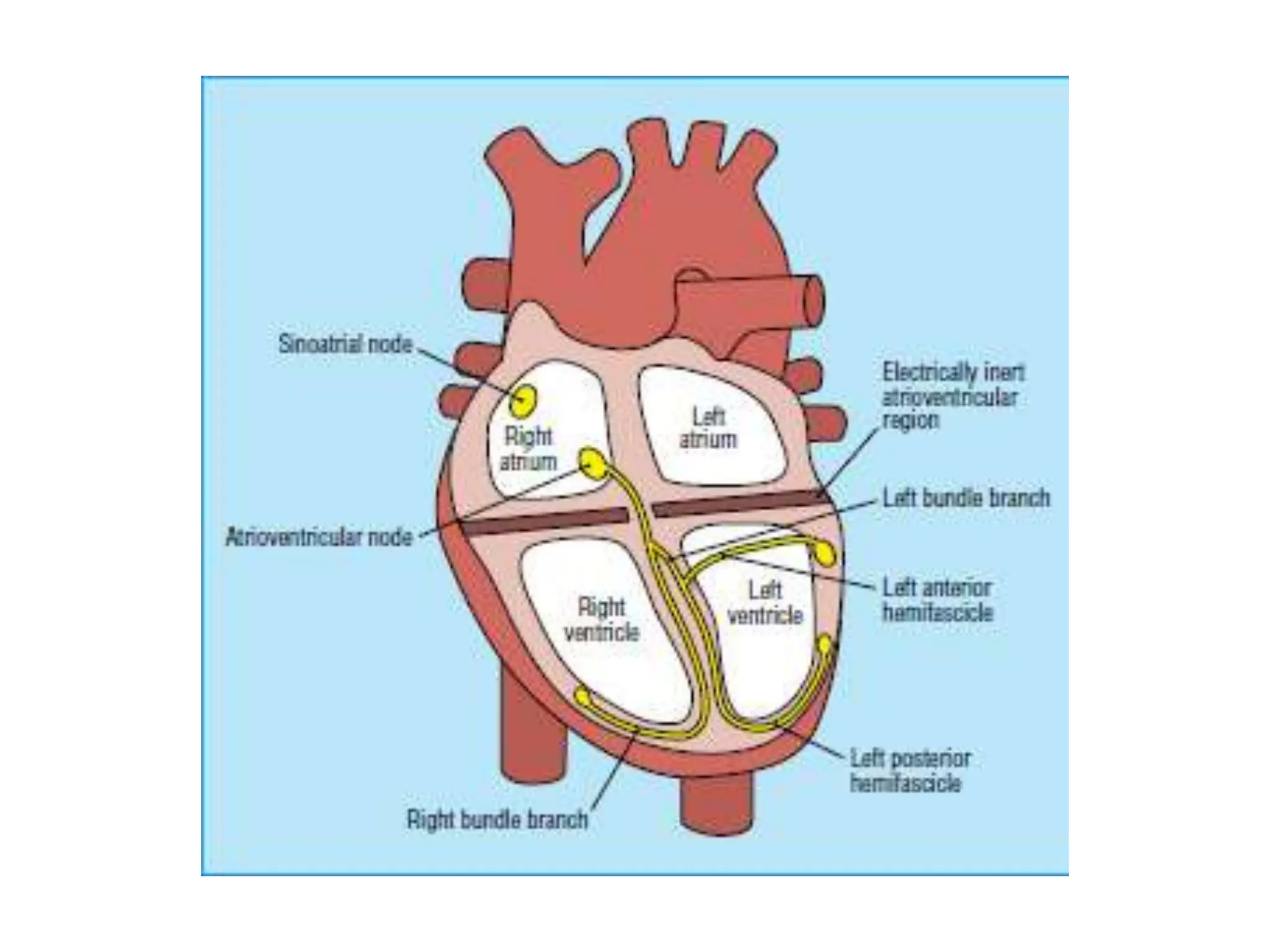BLS and ACLS Basics of life support.pptx