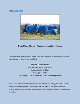 Vulnerable Species Blue Sheep