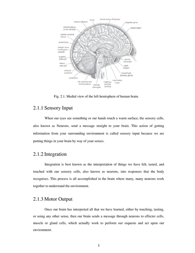BLUE BRAIN SEMINAR REPORT | PDF
