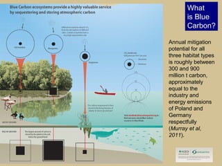Blue Carbon+: Efforts to harness coastal and marine ecosystem values ...