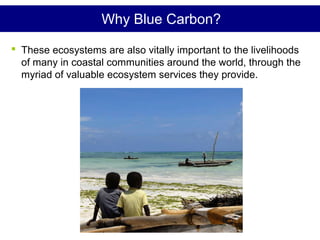Blue Carbon+: Efforts to harness coastal and marine ecosystem values ...