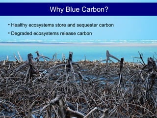 Blue Carbon+: Efforts to harness coastal and marine ecosystem values ...