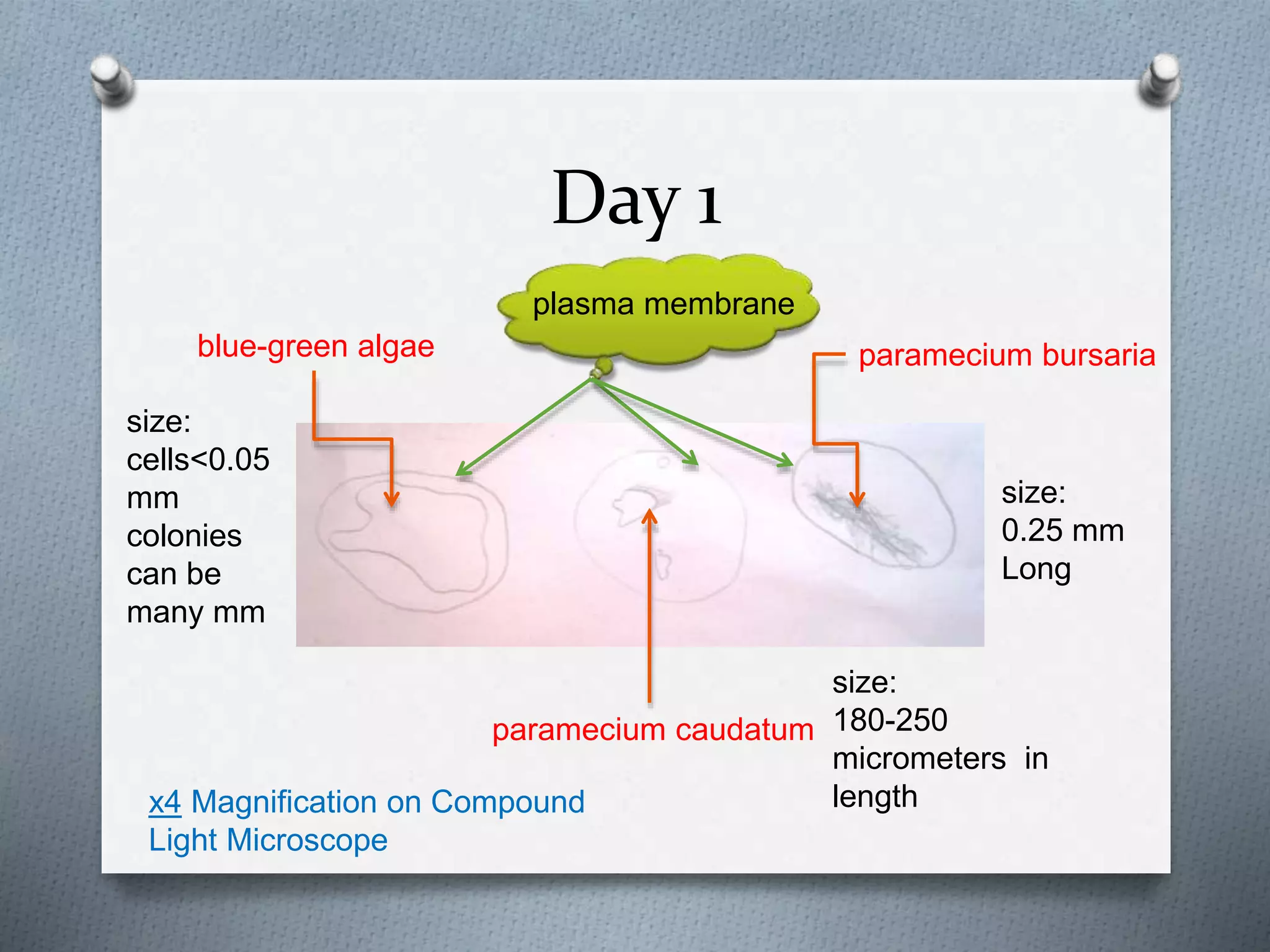 Blue green algae | PPTX