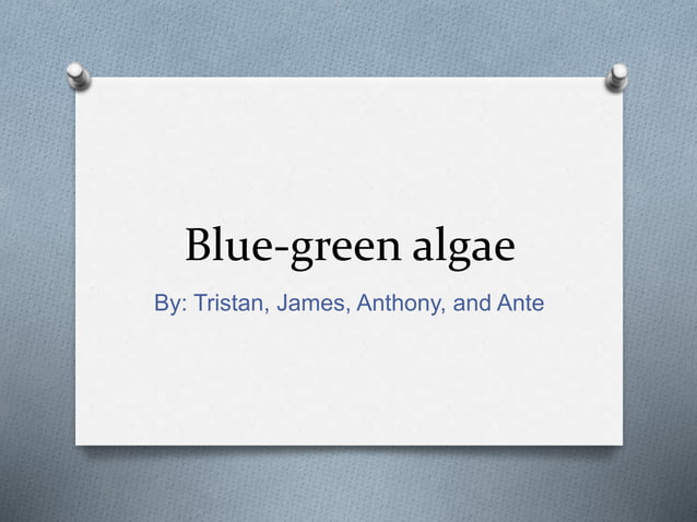 Blue green algae | PPTX | Biological Sciences | Science