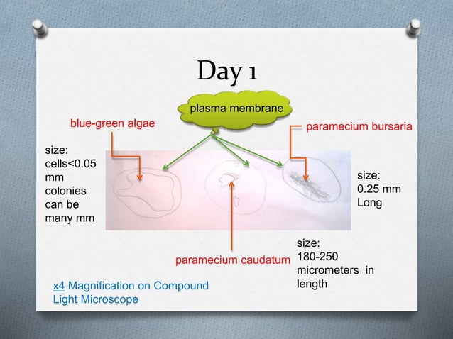 Blue green algae | PPTX | Biological Sciences | Science