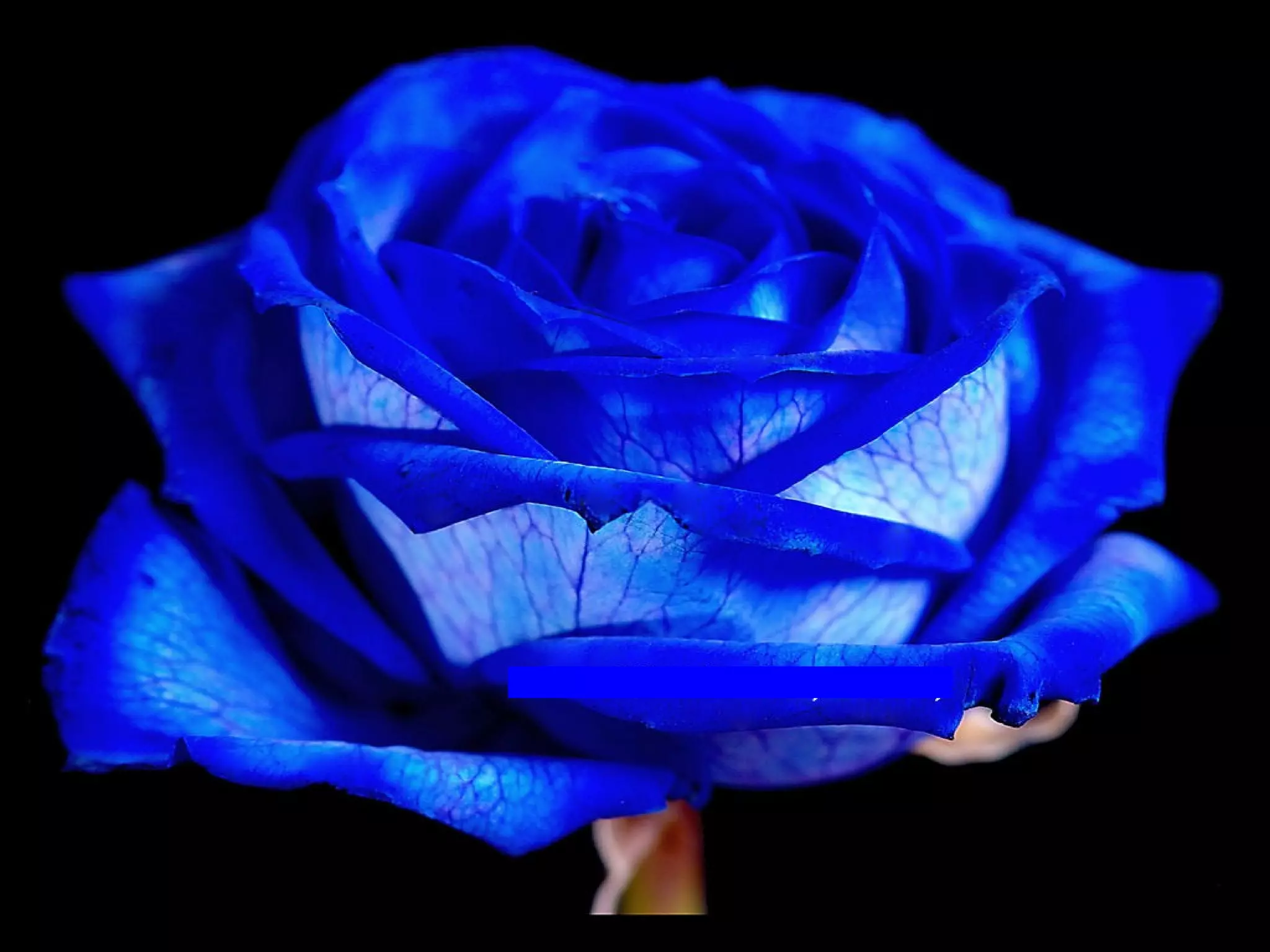 Blue Roses | PPS