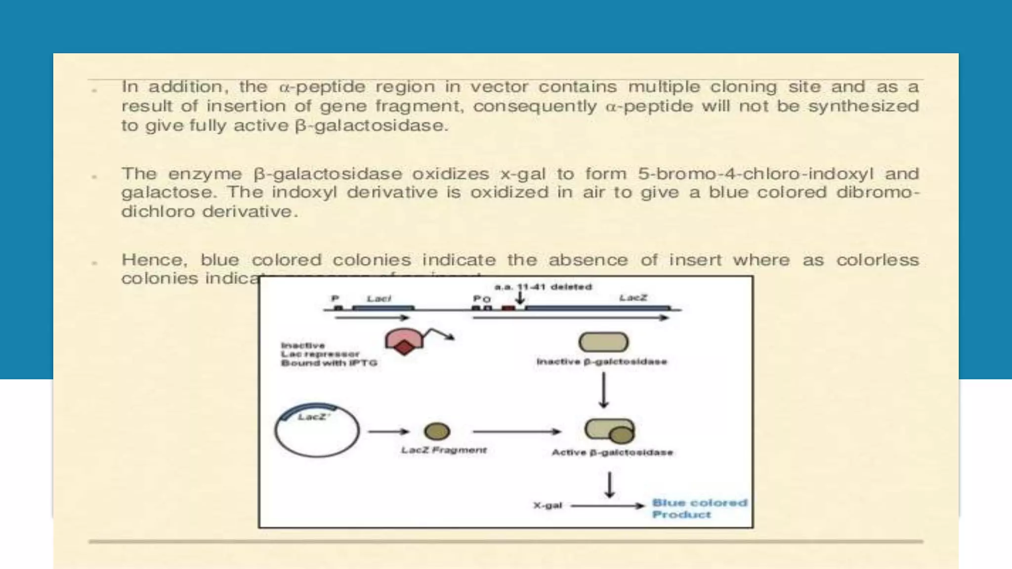 Blue white screening | PPTX