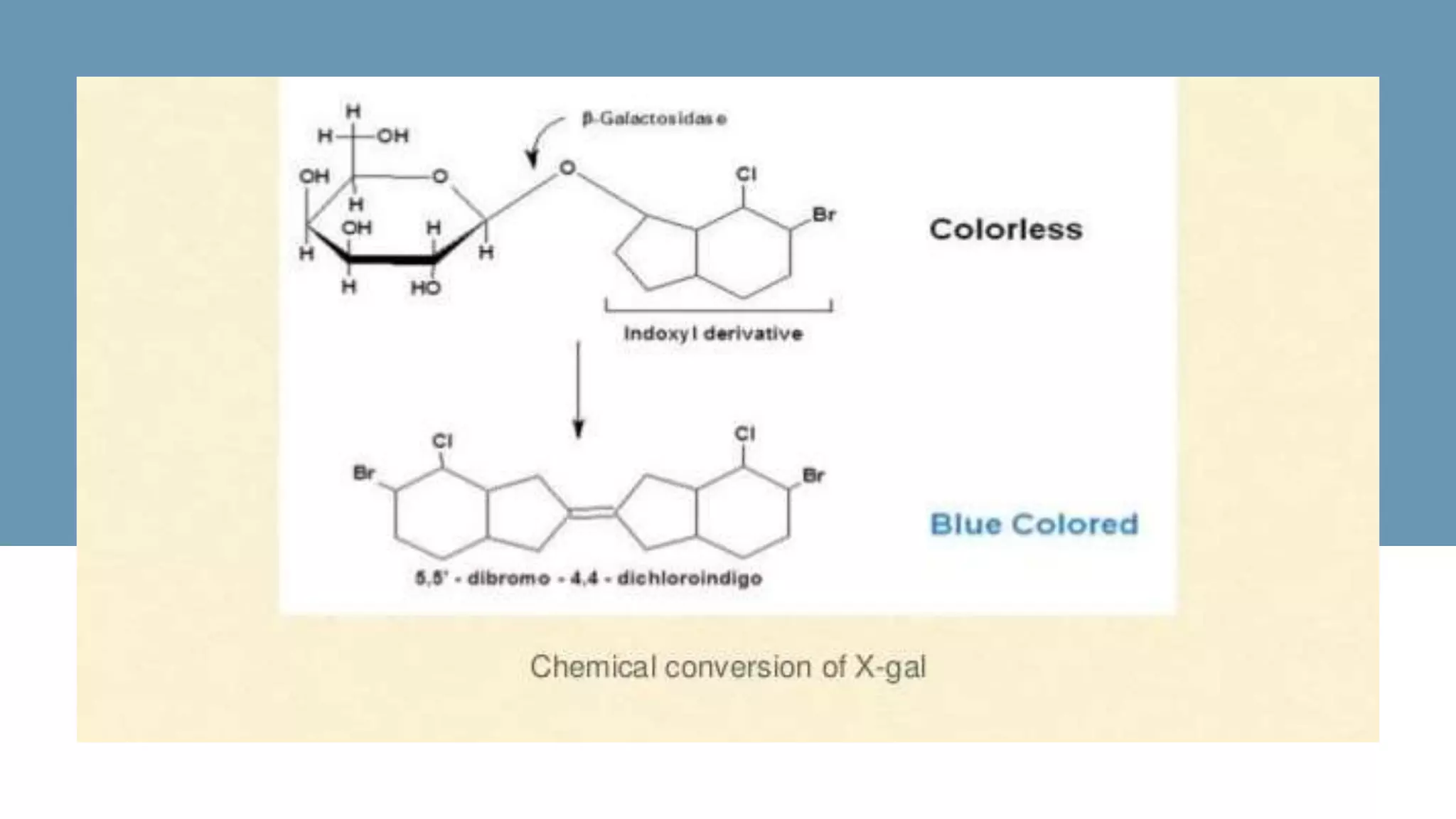 Blue white screening | PPTX