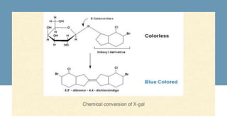 Blue white screening | PPTX