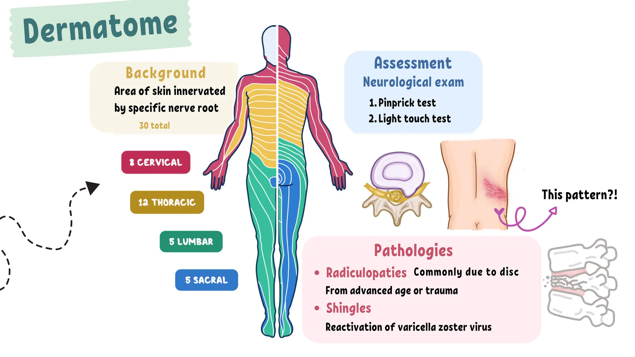 Dermatome and myotome test & pathology.pdf