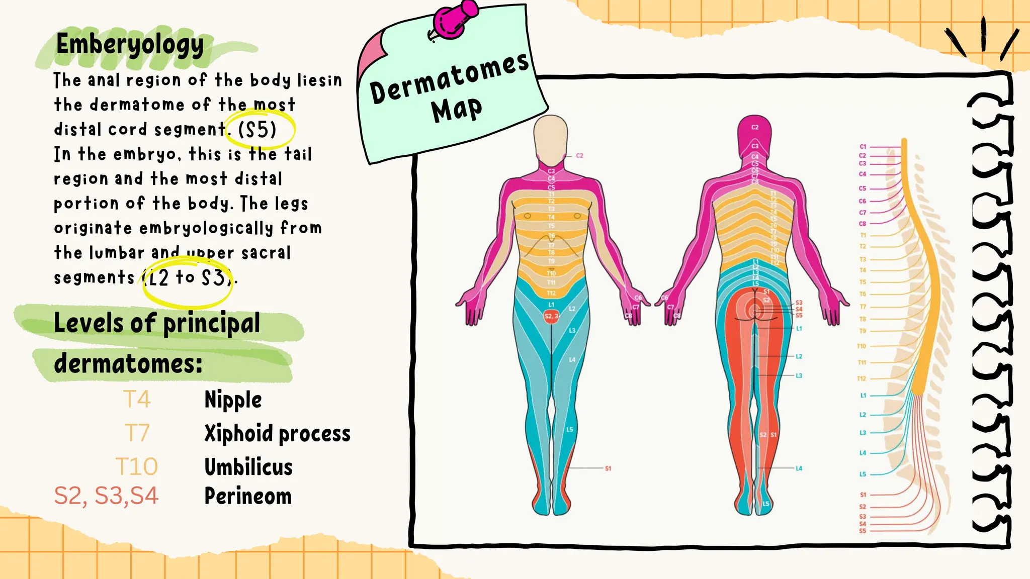 Dermatome and myotome test & pathology.pdf | Death, Injury, or Military ...