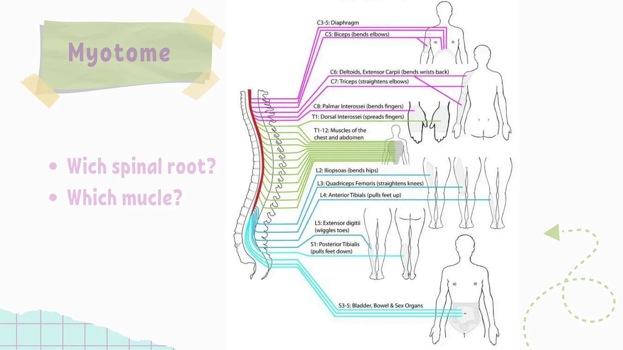 Dermatome and myotome test & pathology.pdf