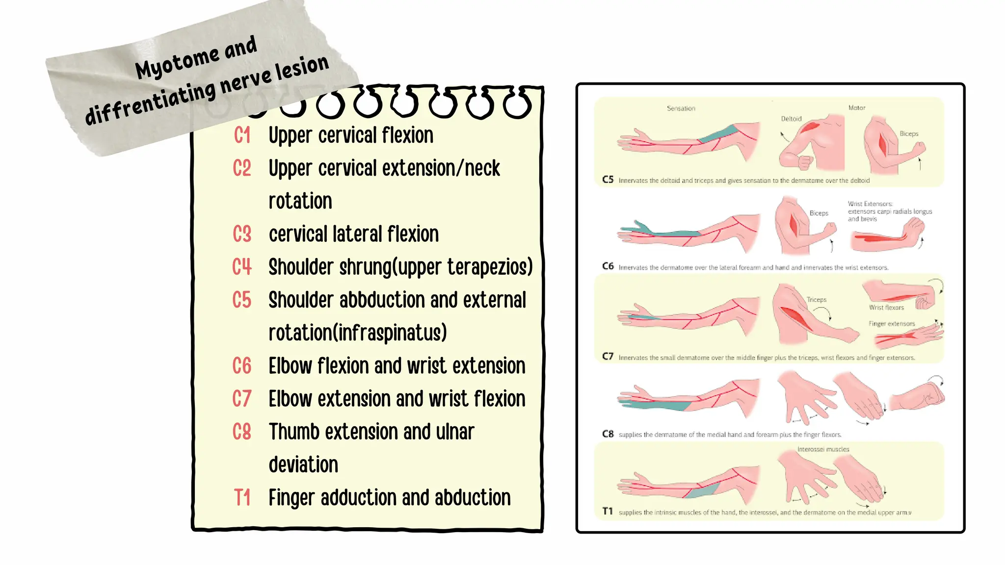 Dermatome and myotome test & pathology.pdf