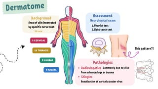 Dermatome and myotome test & pathology.pdf