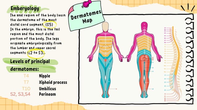 Dermatome and myotome test & pathology.pdf | Death, Injury, or Military ...