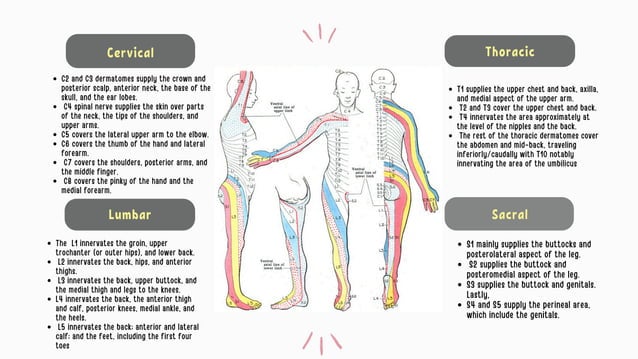 Dermatome and myotome test & pathology.pdf | Death, Injury, or Military ...