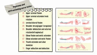 Dermatome and myotome test & pathology.pdf | Death, Injury, or Military ...