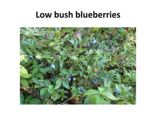 Blueberries | PPTX