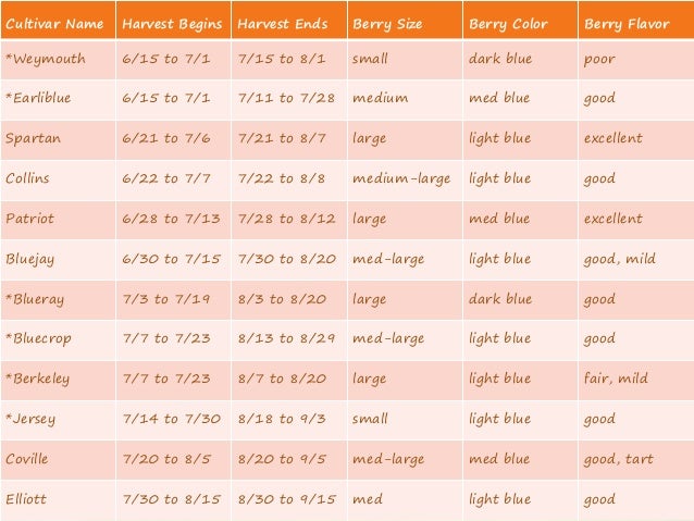 Blueberries in your garden