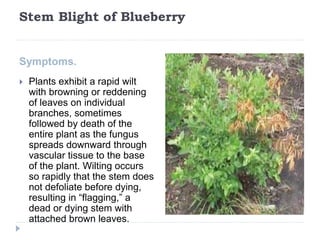 Blue Berry Diseases Lecture By Allah Dad Khan Provincial Coordinator ...